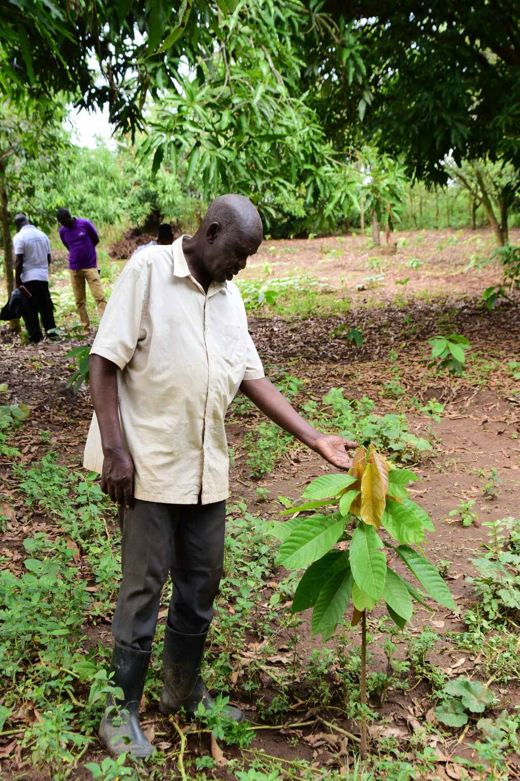 COCOA GOLD RUSH! Equity Bank's Solar Irrigation Scheme Sparks Farming ...